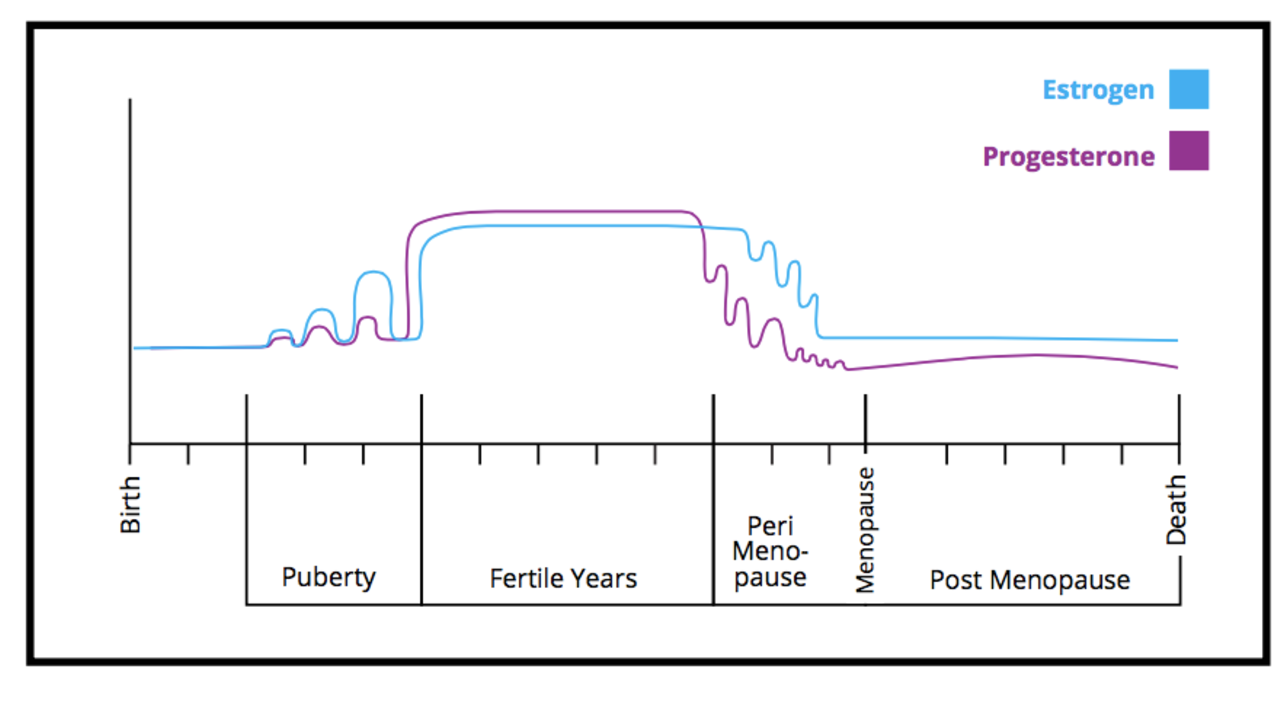 Female Hormone Lifecycle Female Hormone Lifecycle