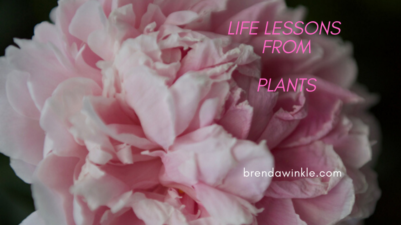 Life Lessons from Plants