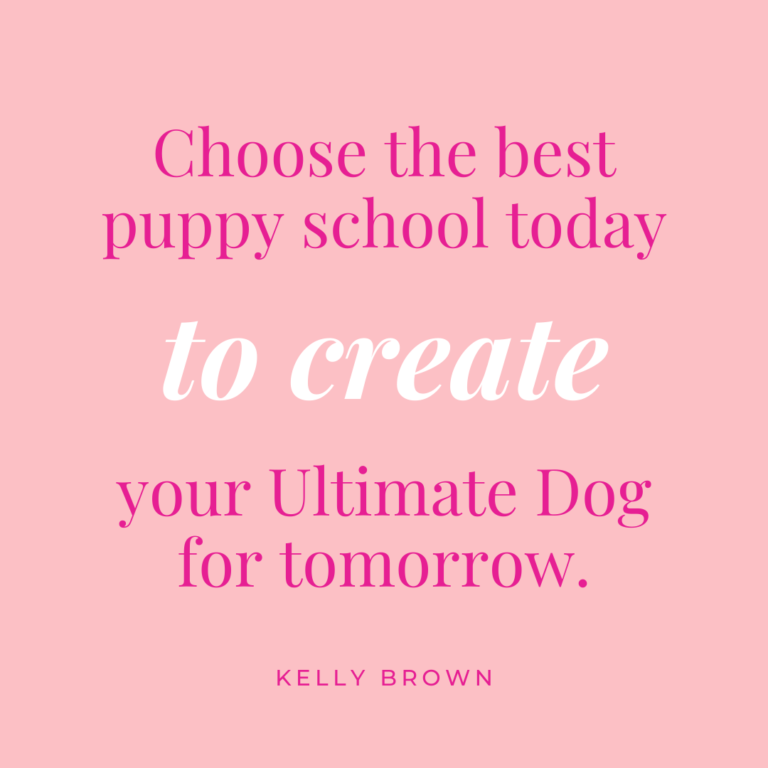 How To Choose A Puppy School