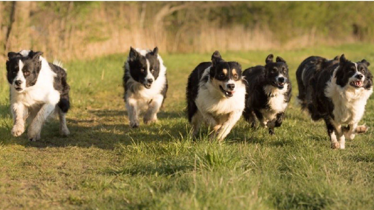 Age Appropriate Dog Exercise Program Age Appropriate Dog Exercise Program