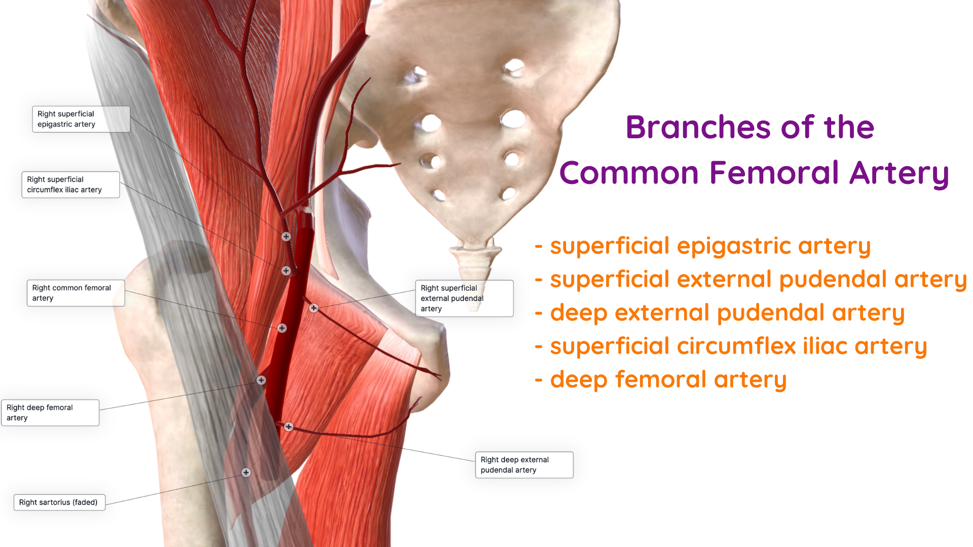 Study Tips For Anatomy Of The Femoral Triangle 3 Is The Magic Number Study Tips For Anatomy Of The Femoral Triangle 3 Is The Magic Number
