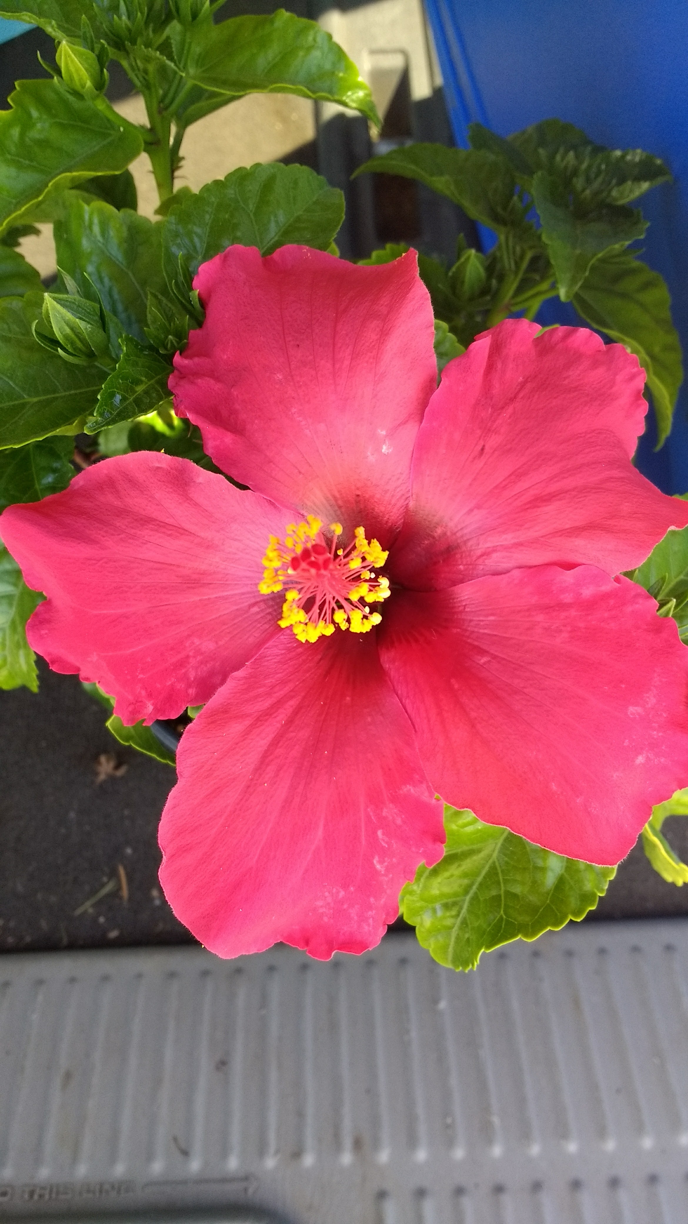 How To Dry Hibiscus Flowers In The Oven Best Flower Site How To Dry Hibiscus Flowers In The Oven Best Flower Site