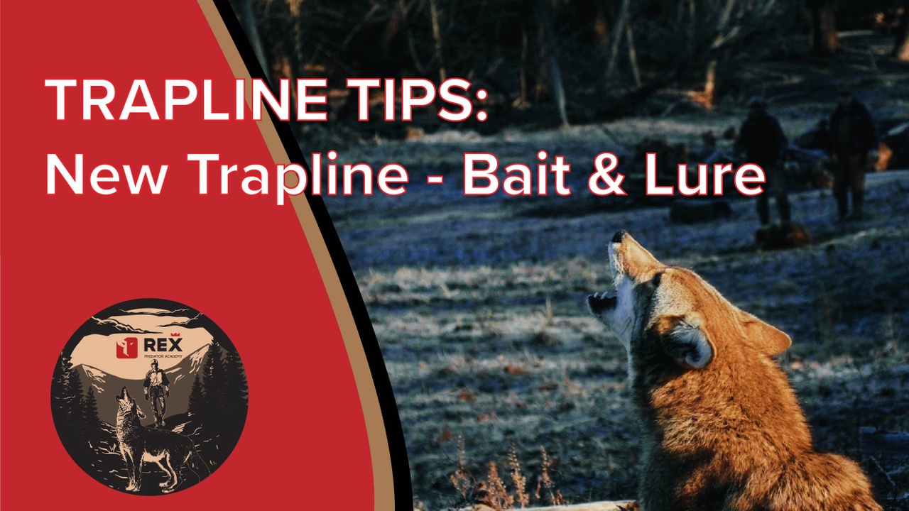 RPA Trapline Tips | New Trapline Bait & Lure | Learn to Trap