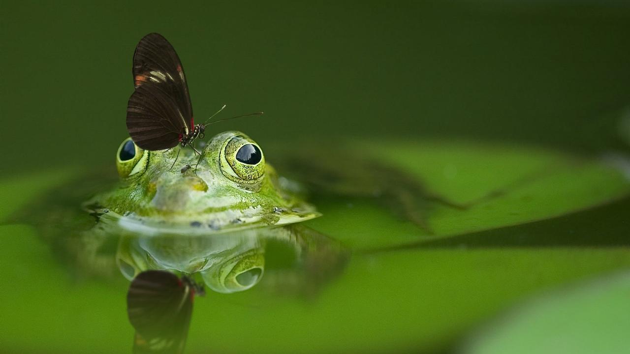 Frog And Butterfly Story