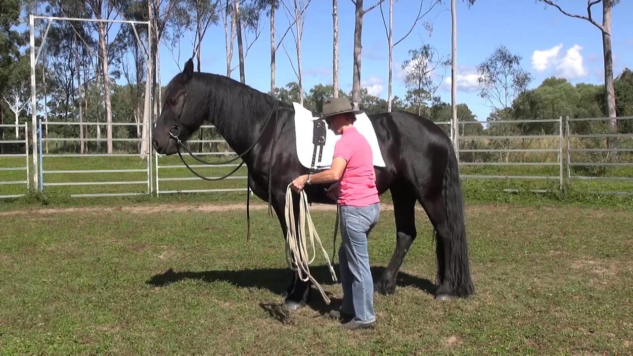 Teaching Long-Reining