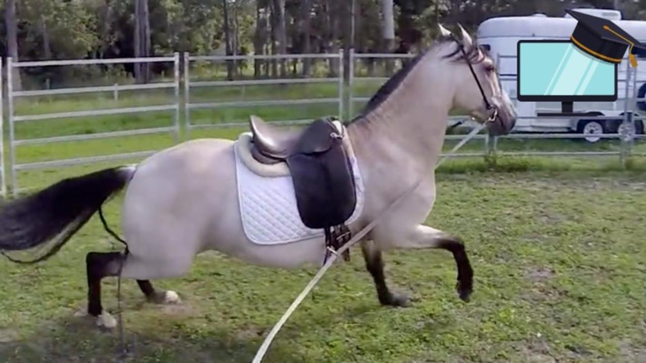 Webinar: Why does my horse spook?