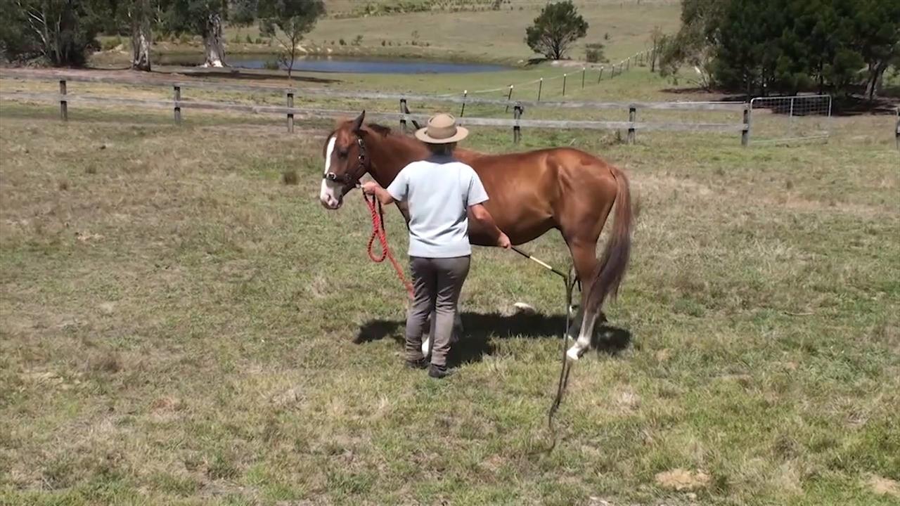 Habituation to the stock whip