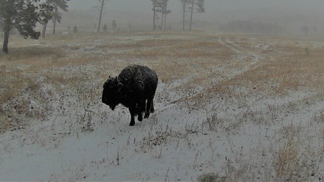 Bison Project Update Winter 2021