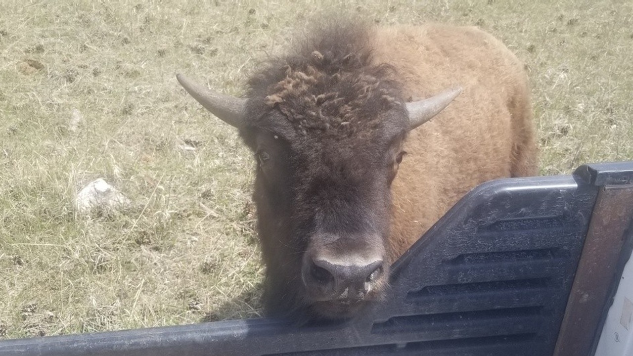 Bison Project Late Spring 2021 Update - Running Bison
