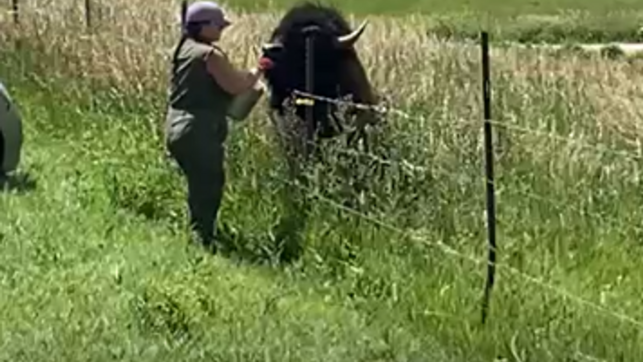 The Bison Project becoming Bison People Land