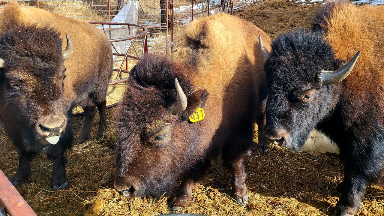 The Bison Project Winter 2022 Report