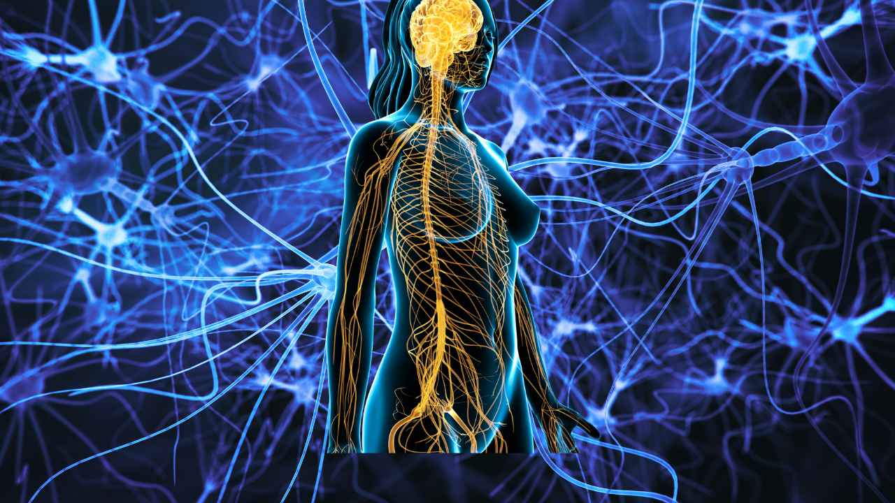 The Nervous System Pattern Successful Women Forget