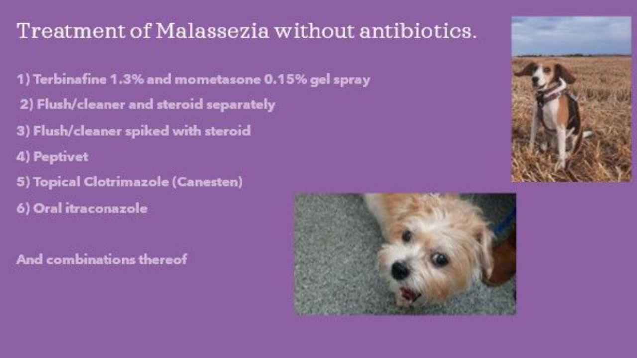 Otitis-Malassezia
