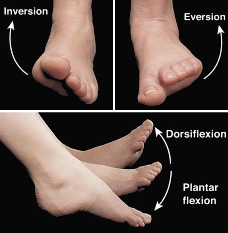 Dorsiflexion Of Ankle Dorsiflexion Of Ankle