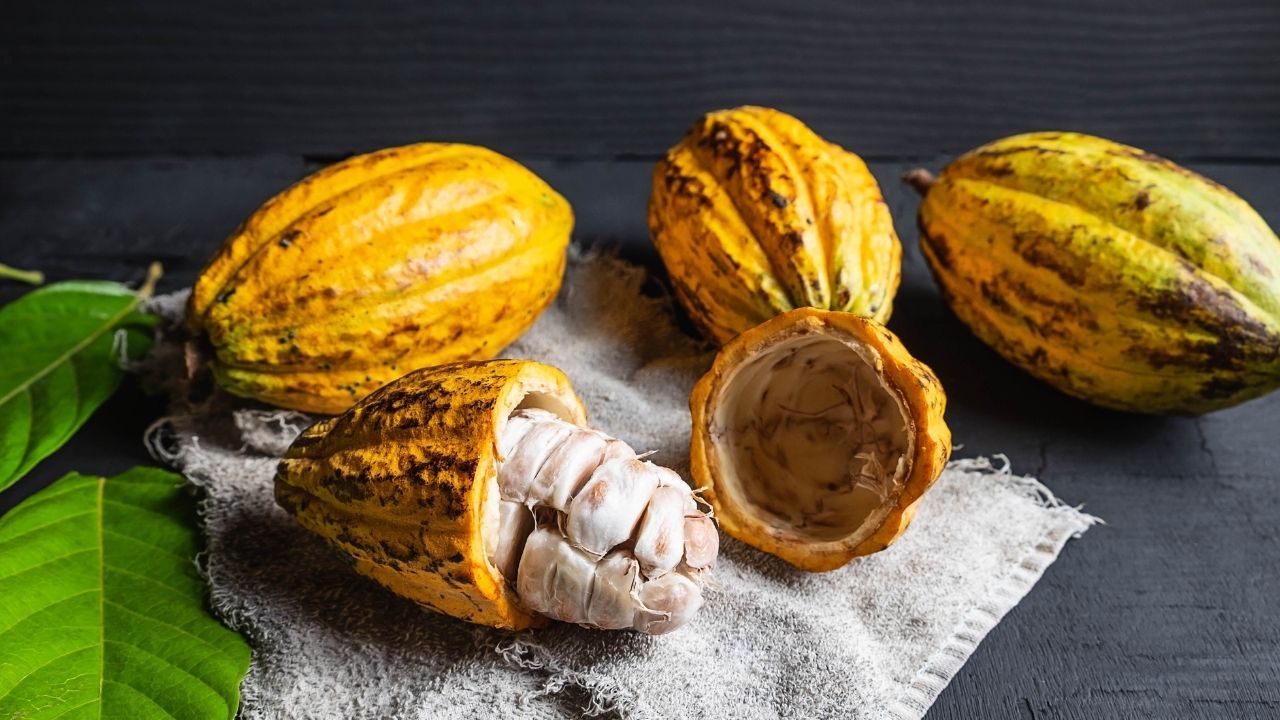 The Secret Of Cacao | First Steps Towards Chocolate: Harvest & Process