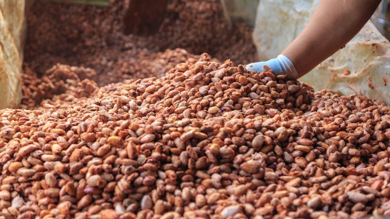 Impact Of Cacao Harvest, Fermentation & Drying On Chocolate Taste