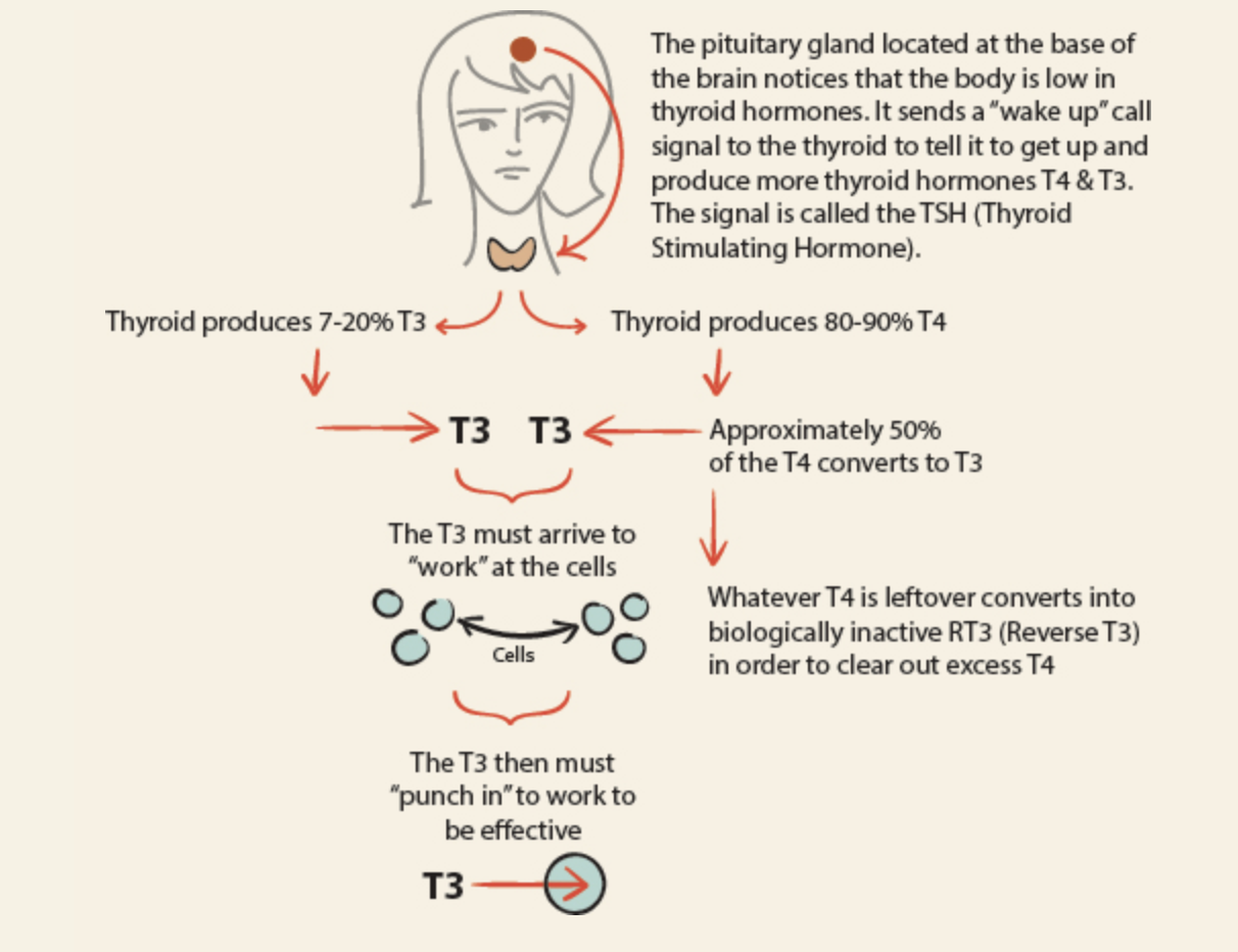 Understanding Reverse T3 Thyroid Issues Understanding Reverse T3 Thyroid Issues