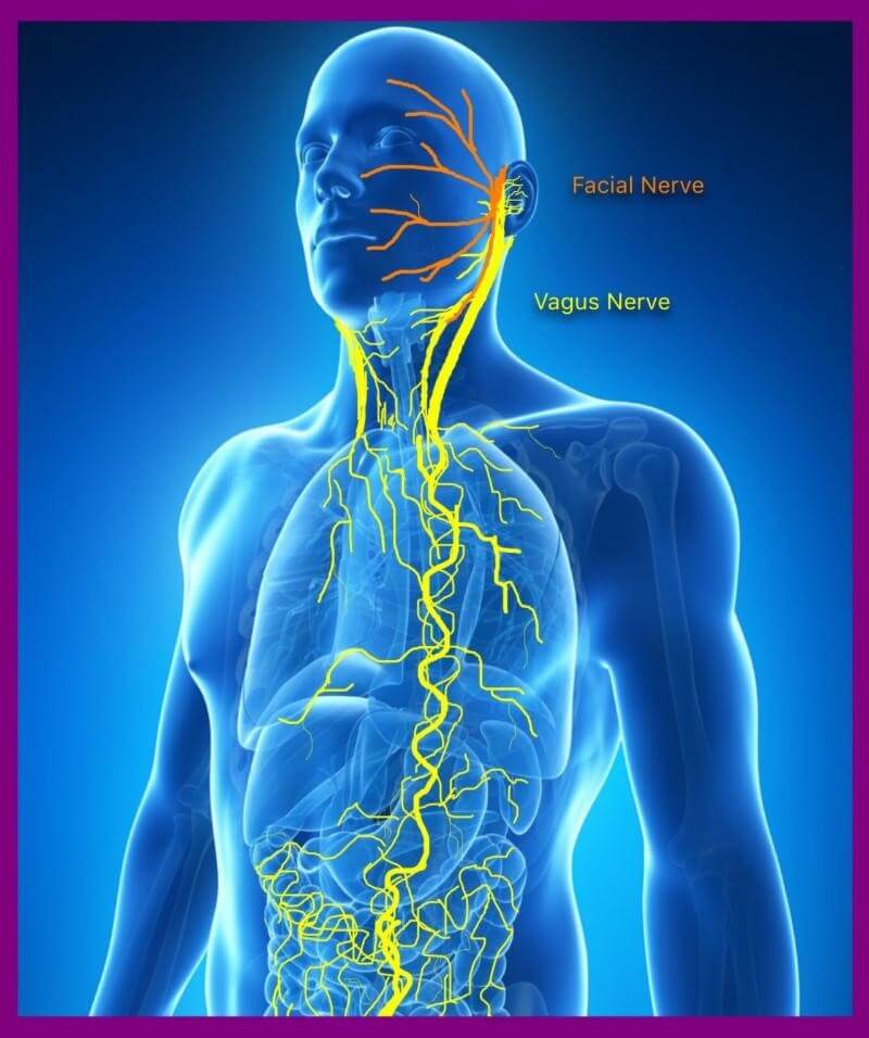 The Ventral Vagal System: Keeping you Connected