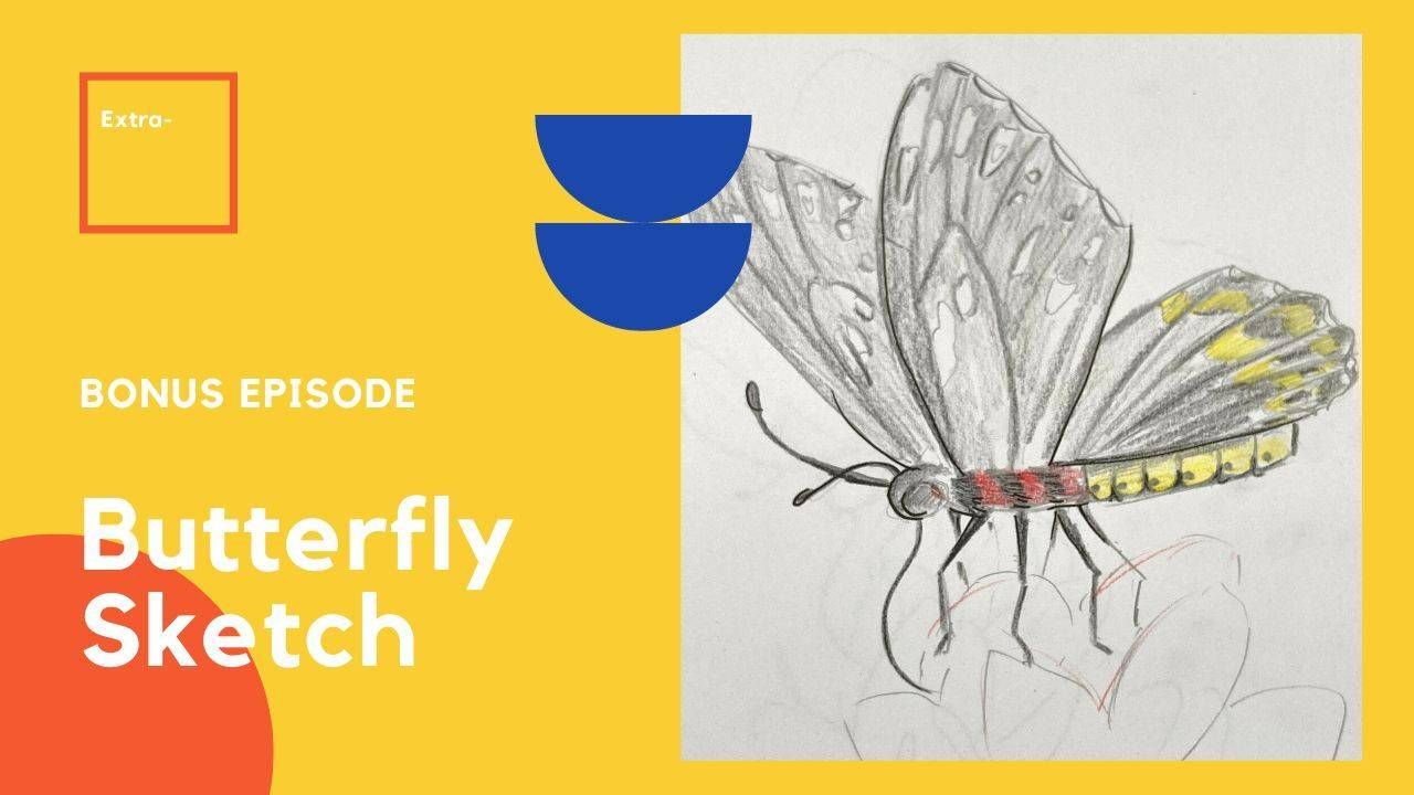 Beginners Guide to Sketch A Butterfly