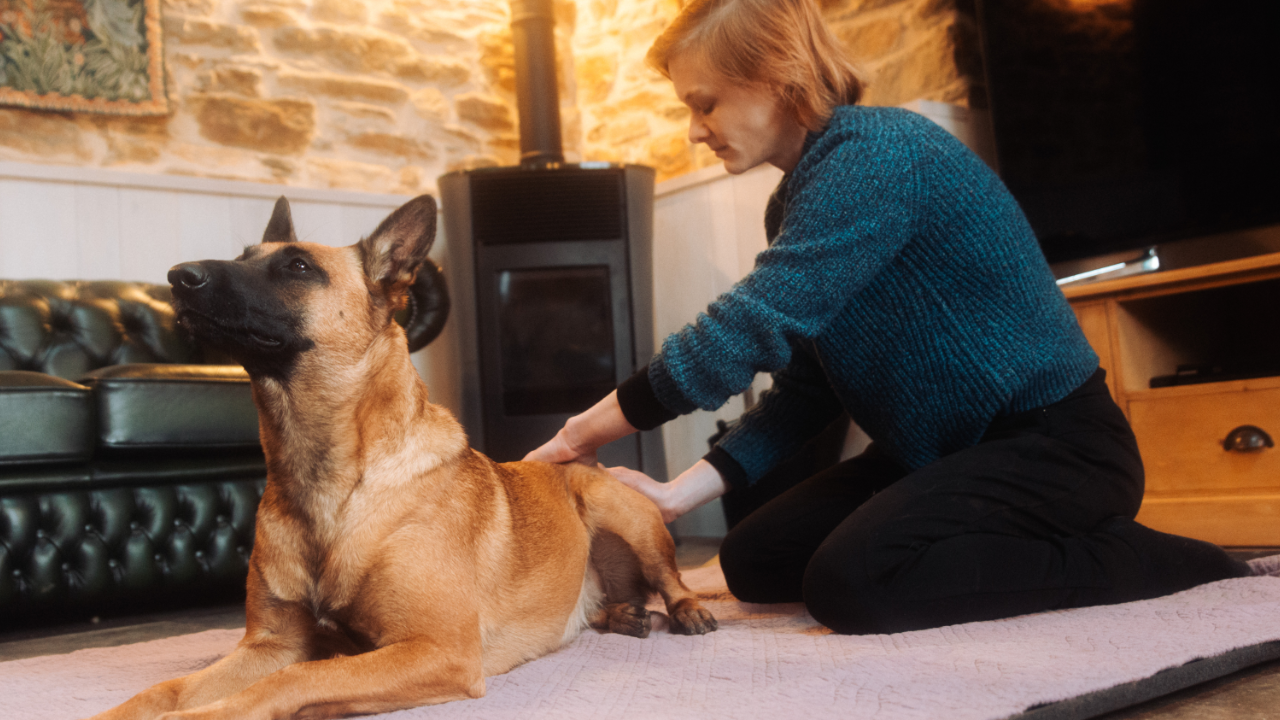 How to Integrate Animal Acupuncture with Manual Therapies for Optimal ...