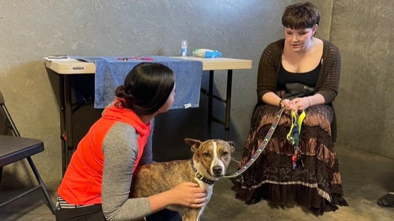 Mobilizing RVTs® - An Answer for the Veterinary Workforce Shortage.