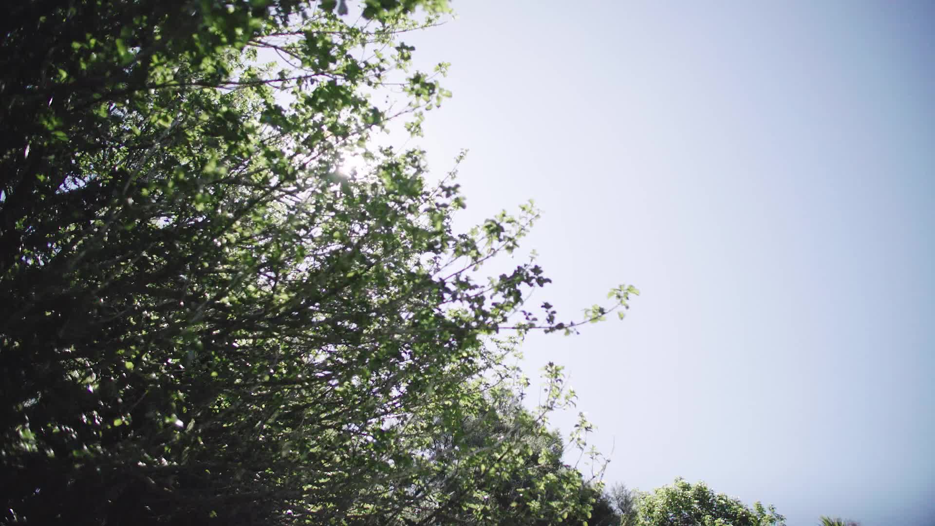 Rongoā Māori in a Nutshell