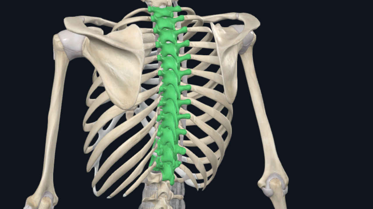 Thoracic Spine [Mid Back] Training: Start Here