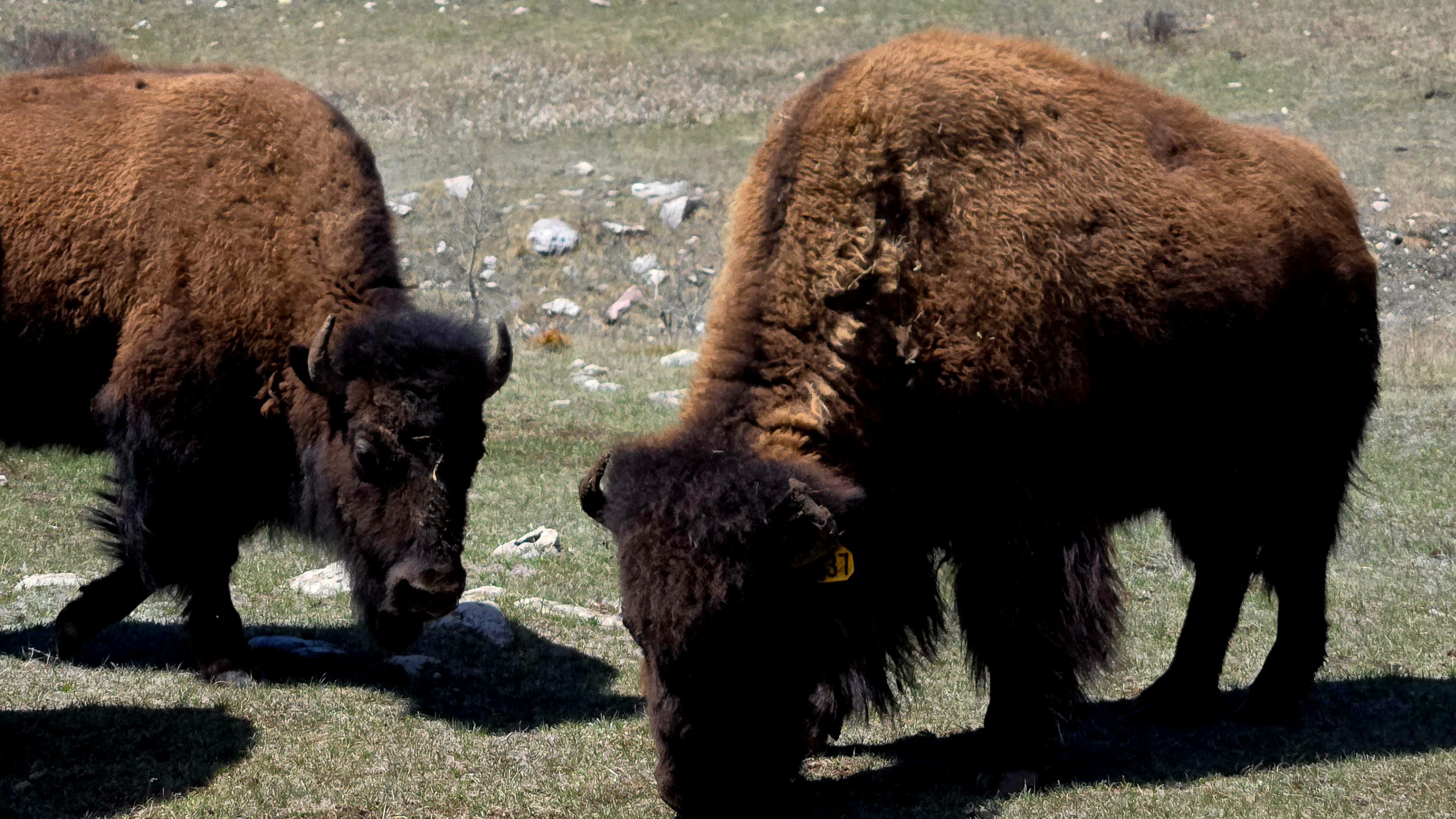 Bison People Land Spring 2025