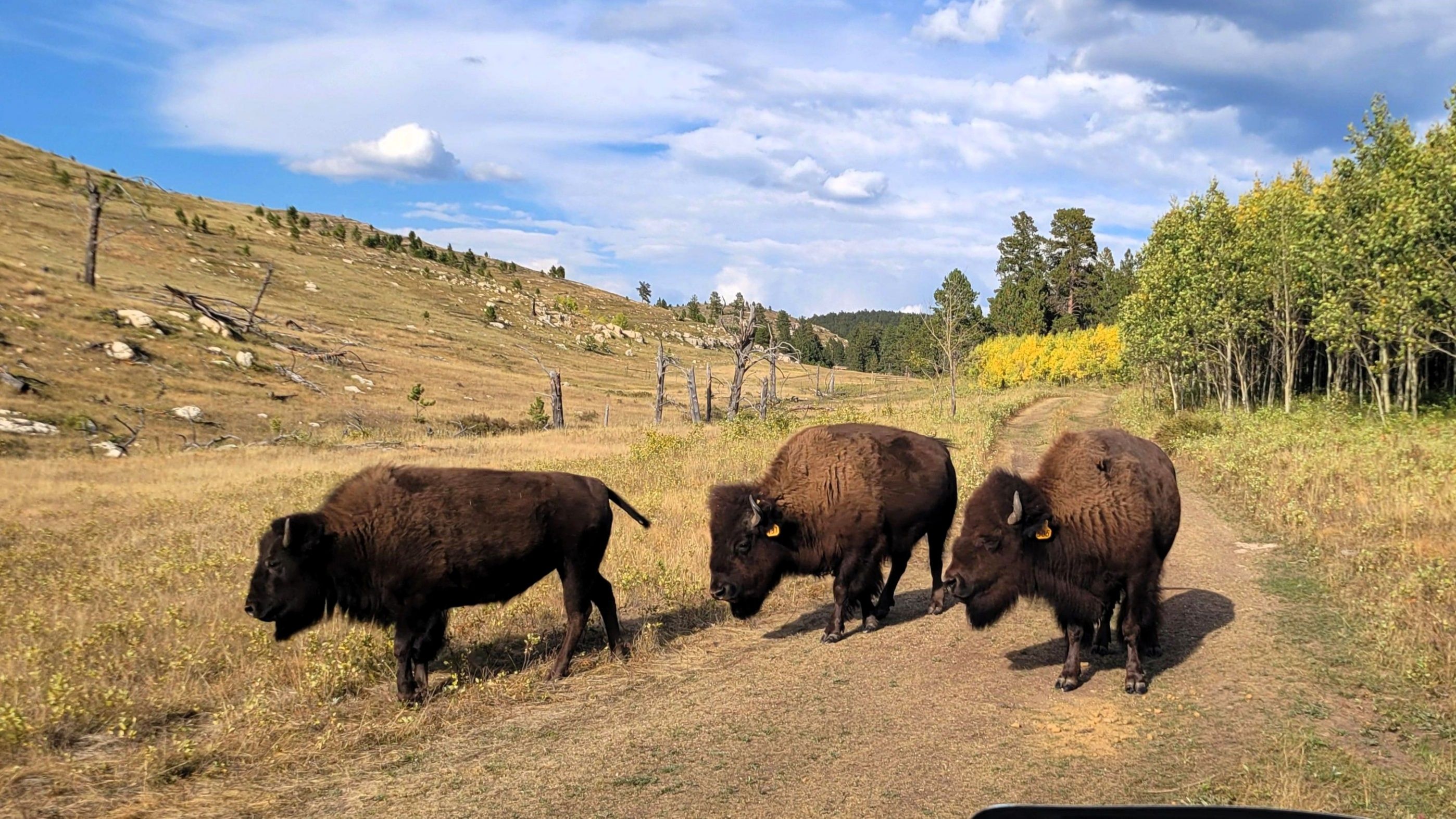 Bison People Land Report - Summer 2024