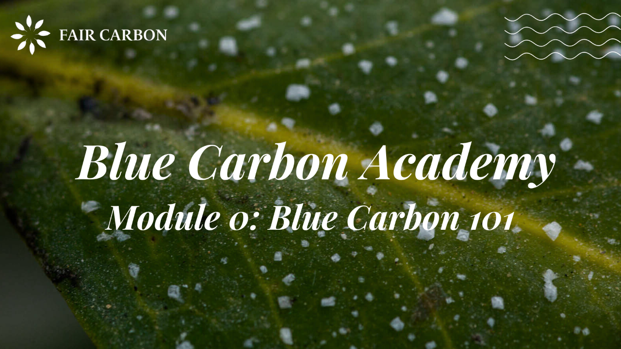 Blue Carbon Academy