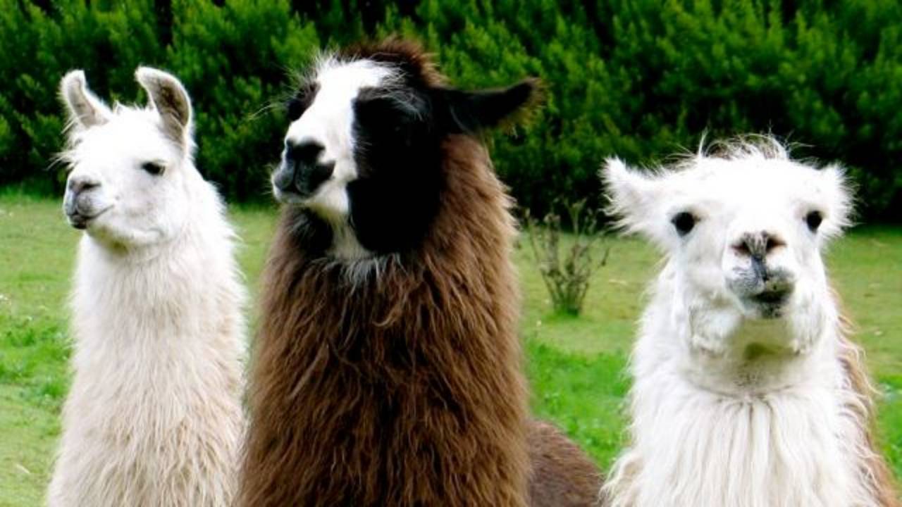 Cómo Llama 3 está Transformando el Mundo de la Inteligencia Artificial