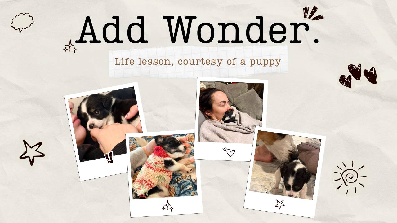 Life lesson, courtesy of a puppy