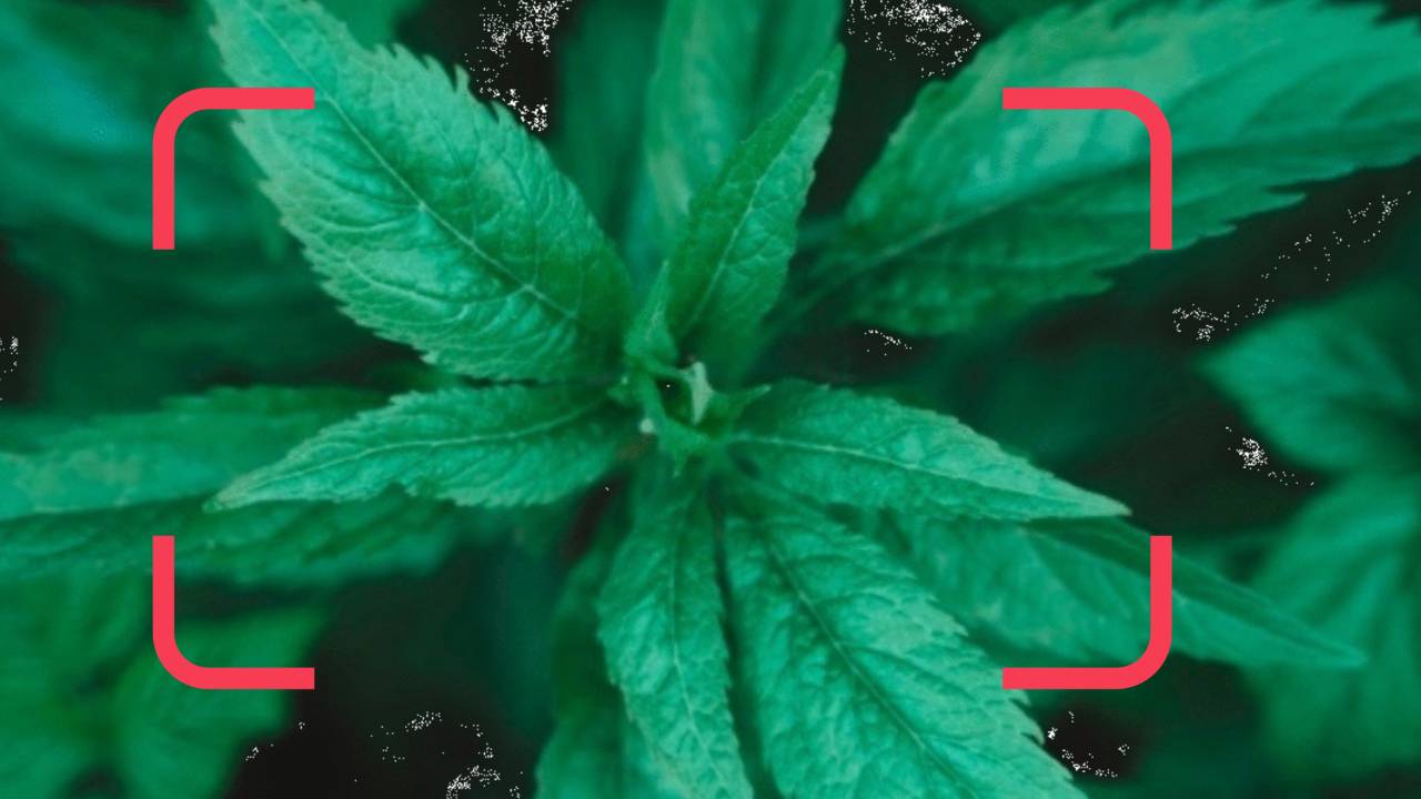 Machine Vision System for Weed Detection in Vegetable Crops