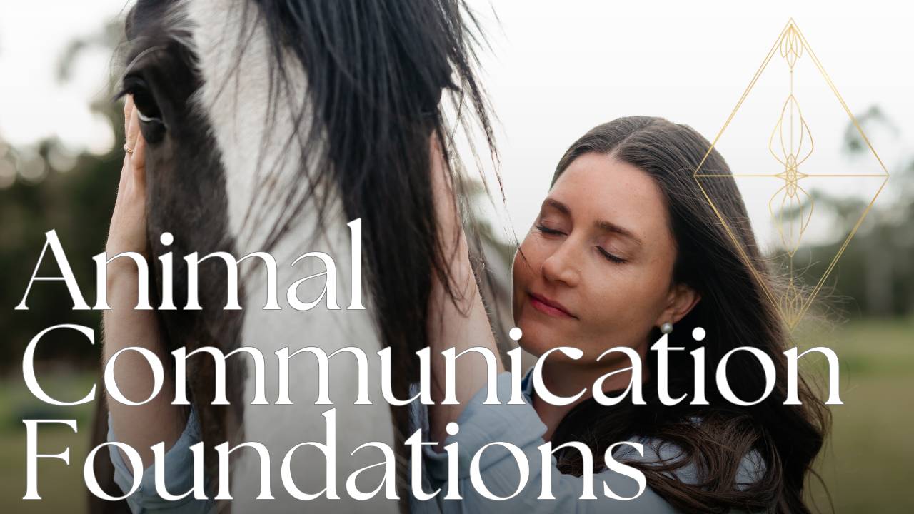 Animal Communication Foundations