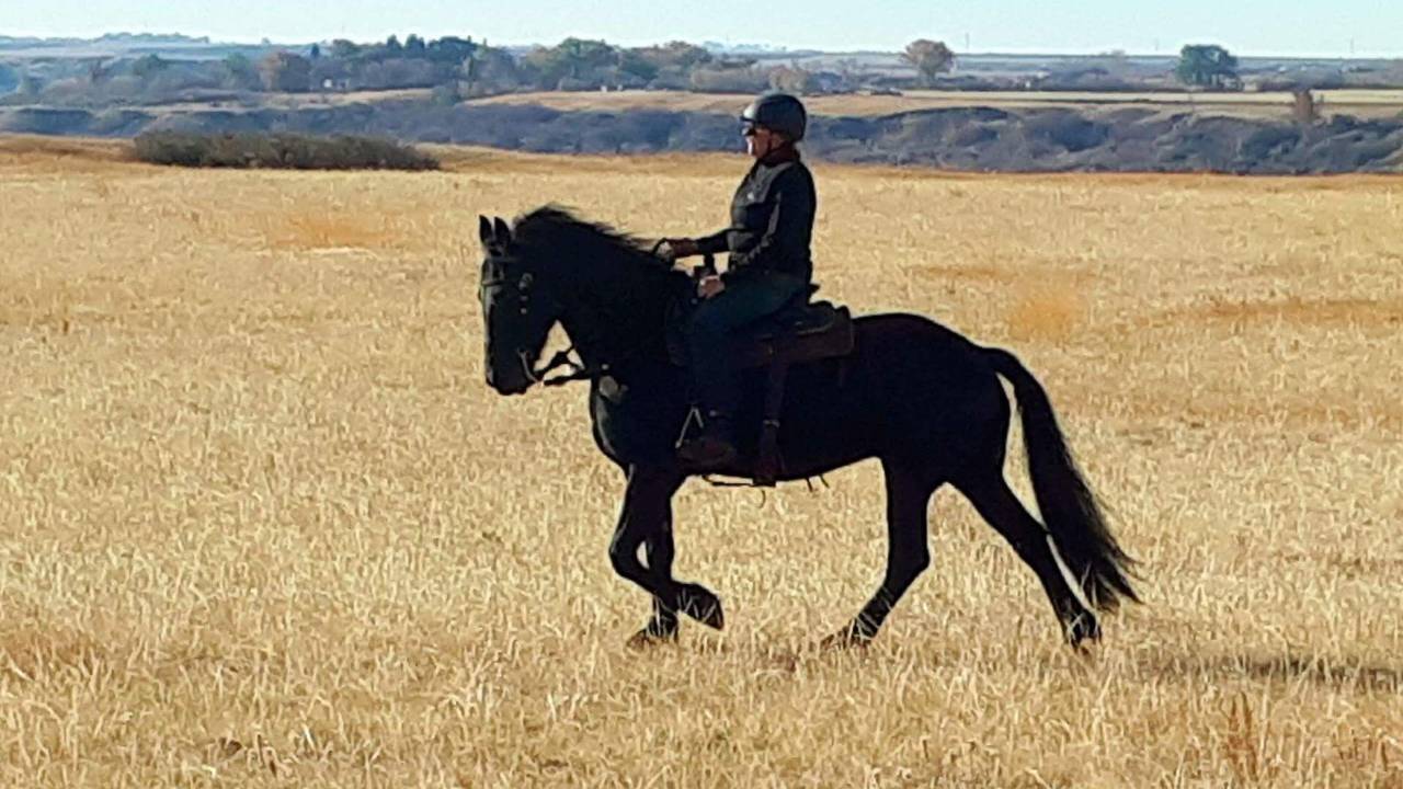 Horse Connections - Equine Assisted Learning