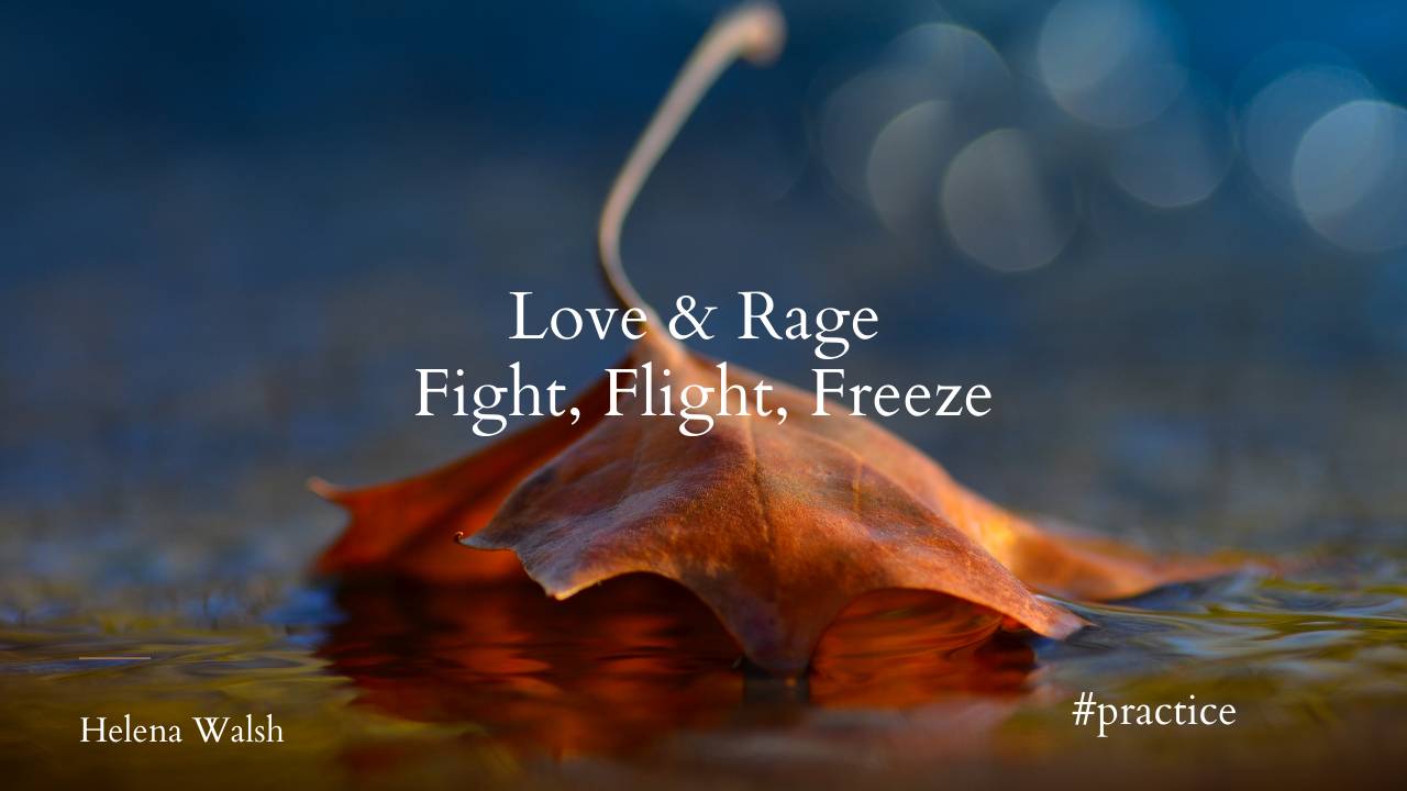 Navigating Emotions: Love & Rage | Fight Flight Freeze