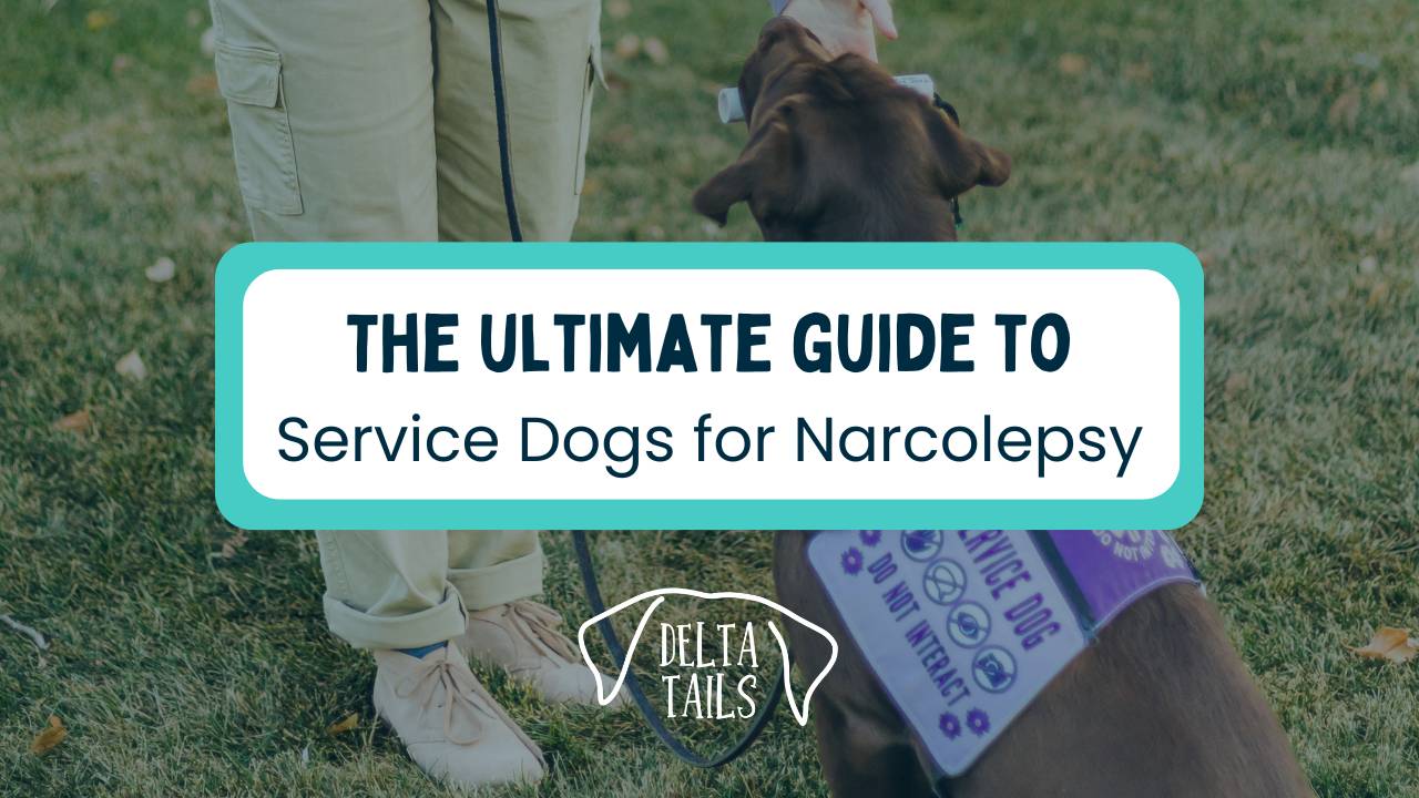 Service Dogs for Narcolepsy: The Ultimate Guide