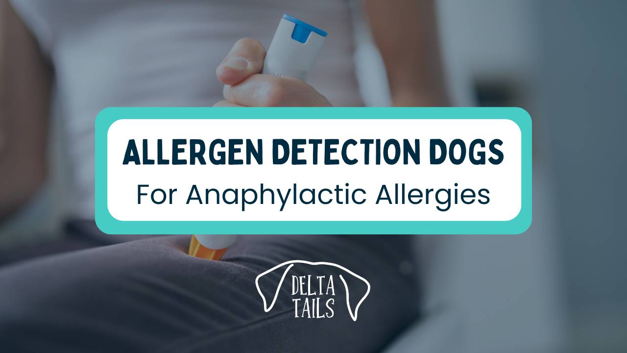 Anaphylactic Allergies: Training an Allergen Detection Dog