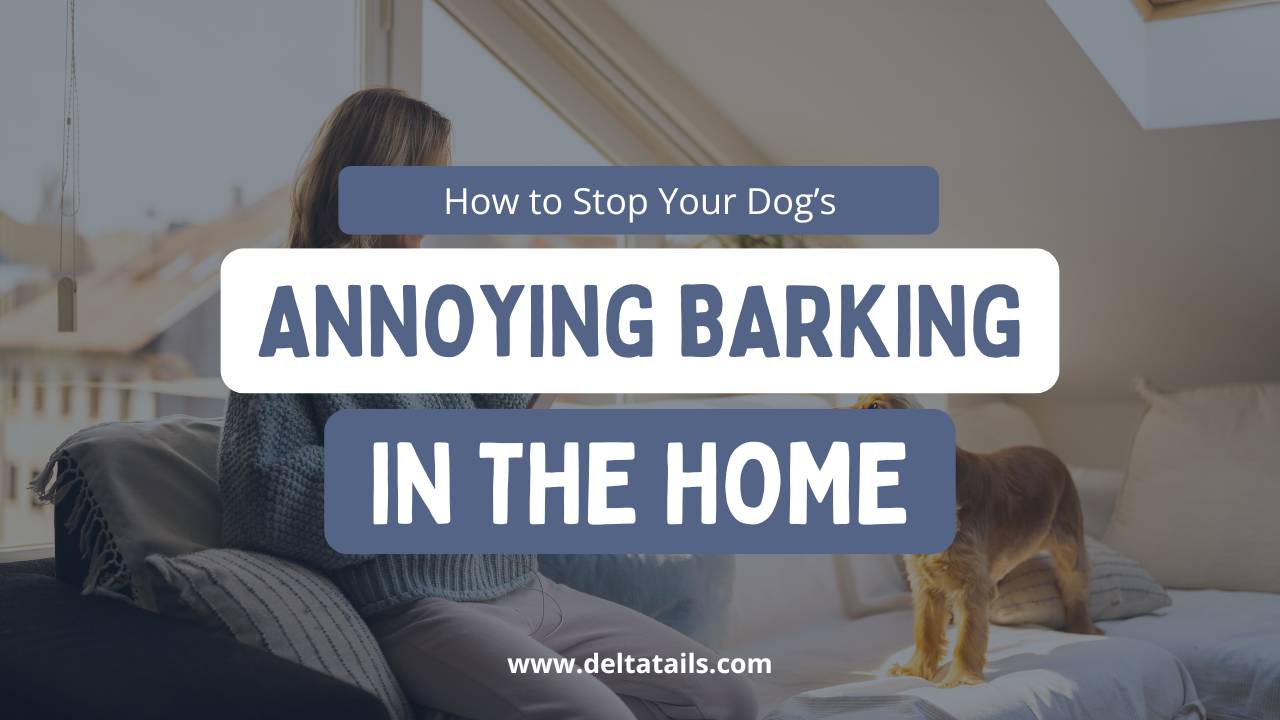 How to Stop Your Dog's Annoying Barking at Home