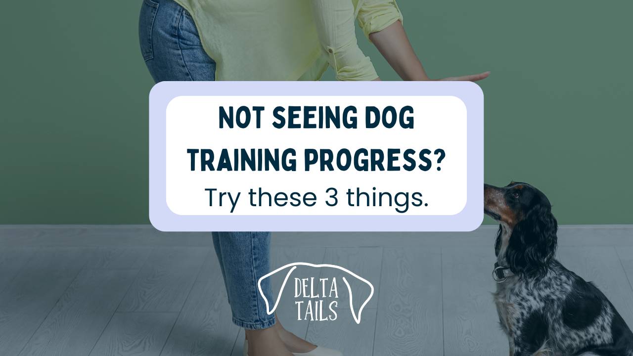 Not seeing dog training progress? Try these 3 things.