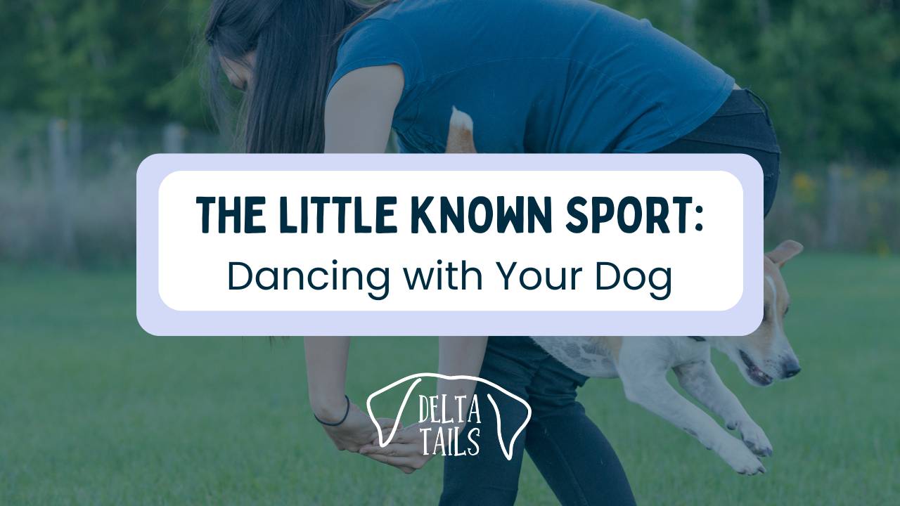 Canine Musical Freestyle: What is this little known sport?