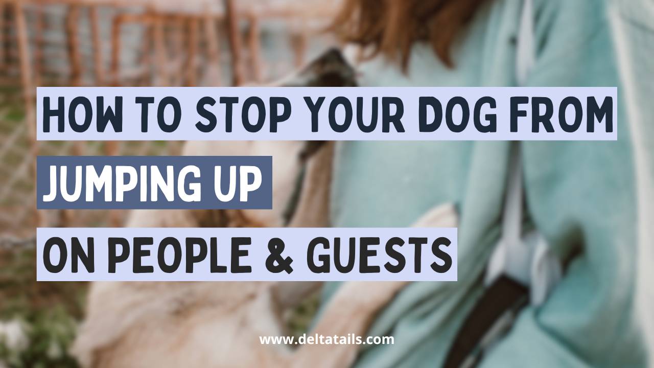 How to Stop Your Dog from Jumping on People with Quick Training Games