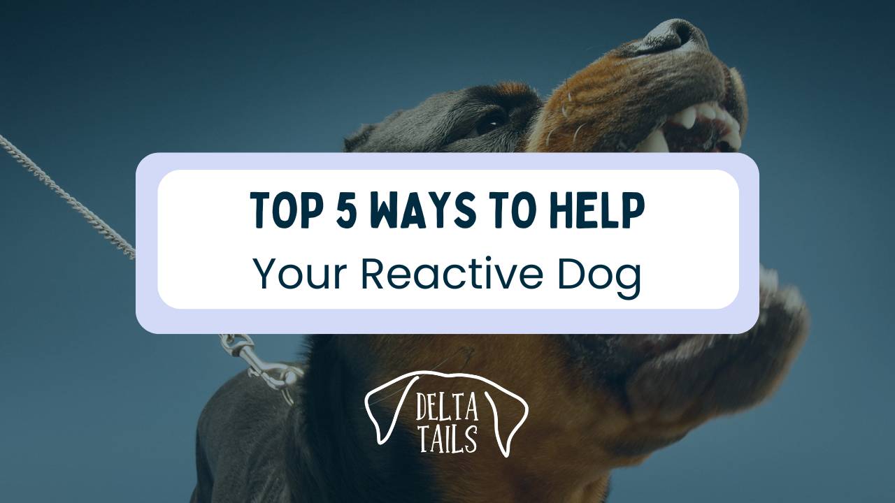 Top Five Ways to Help Your Reactive Dog