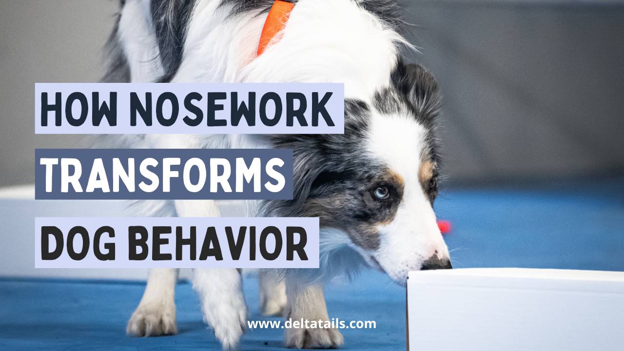 How Nosework Transforms Fearful, Reactive, and High-Energy Dogs