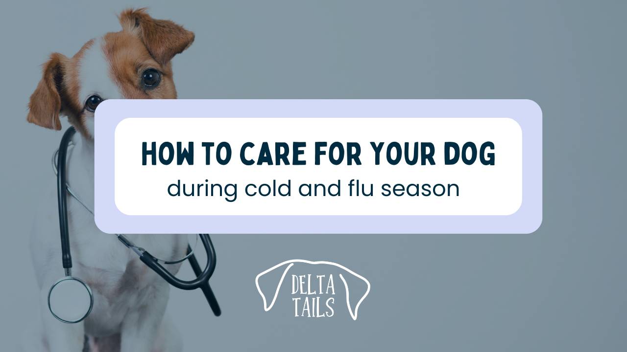 How to Care for Your Dog During Cold & Flu Season