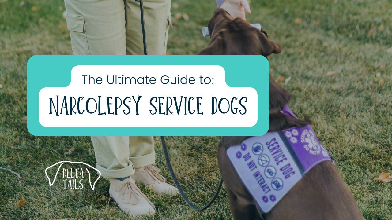 Service Dogs for Narcolepsy: The Ultimate Guide