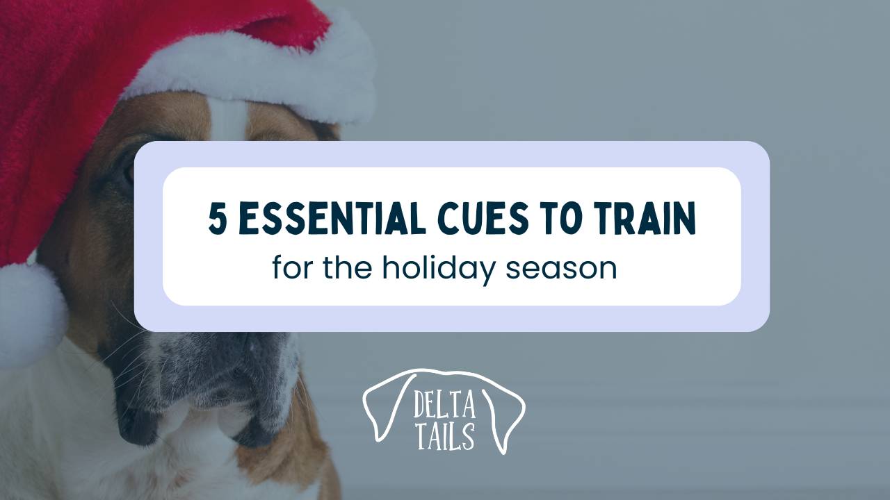5 Cues to Train Your Dog for the Holidays