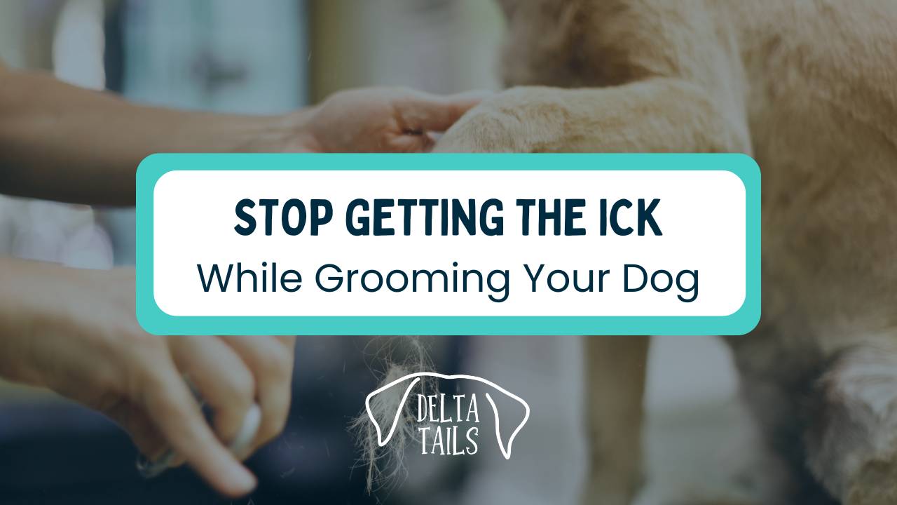 Grooming Give You the Ick? Tips for Neurodivergent Dog Owners