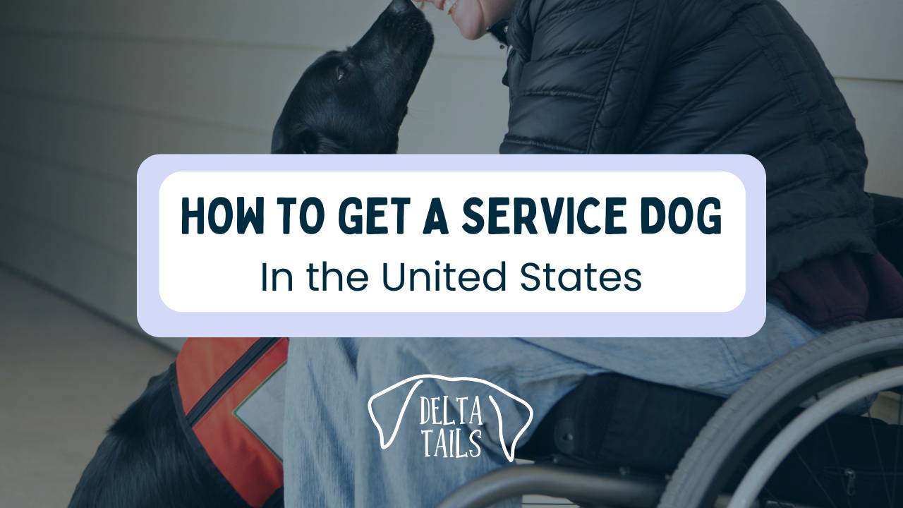 How to Get a Service Dog (In the United States)
