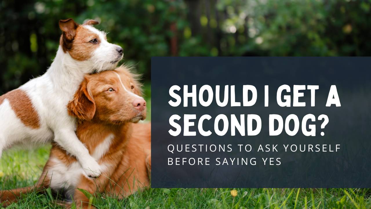 Should I Get a Second Dog: Questions to Ask Yourself Before Saying Yes